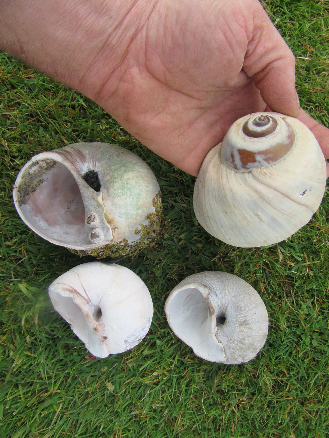 4 Snail Shells Large, Pacific Moon Snail Shells, Planter Without Plants ...
