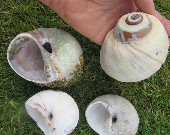 4 Snail Shells Large Pacific Moon Snail Shells Planter - Etsy