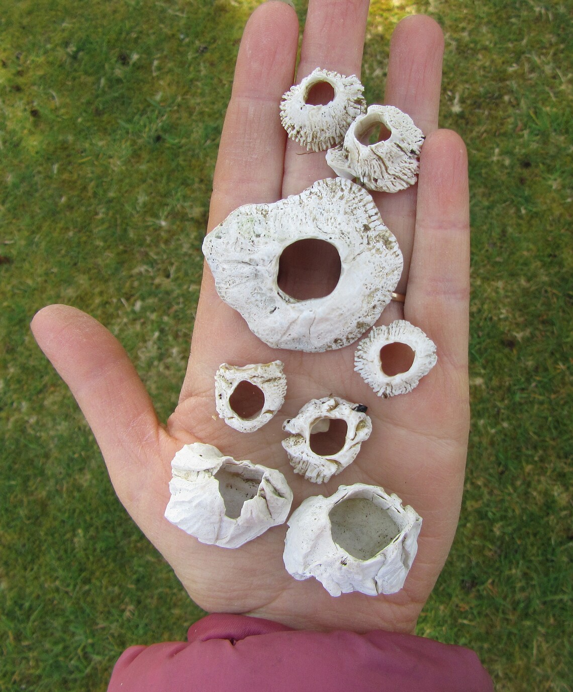 10 Small Single Barnacles 10 in a Lot, These Are All One-of-a-kind ...