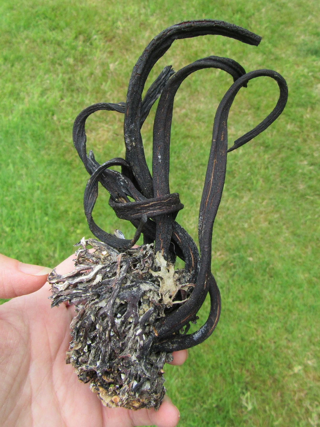 3 Kelp Trees and or Kelp Strands. Similar to Ones in Picture. Great for ...