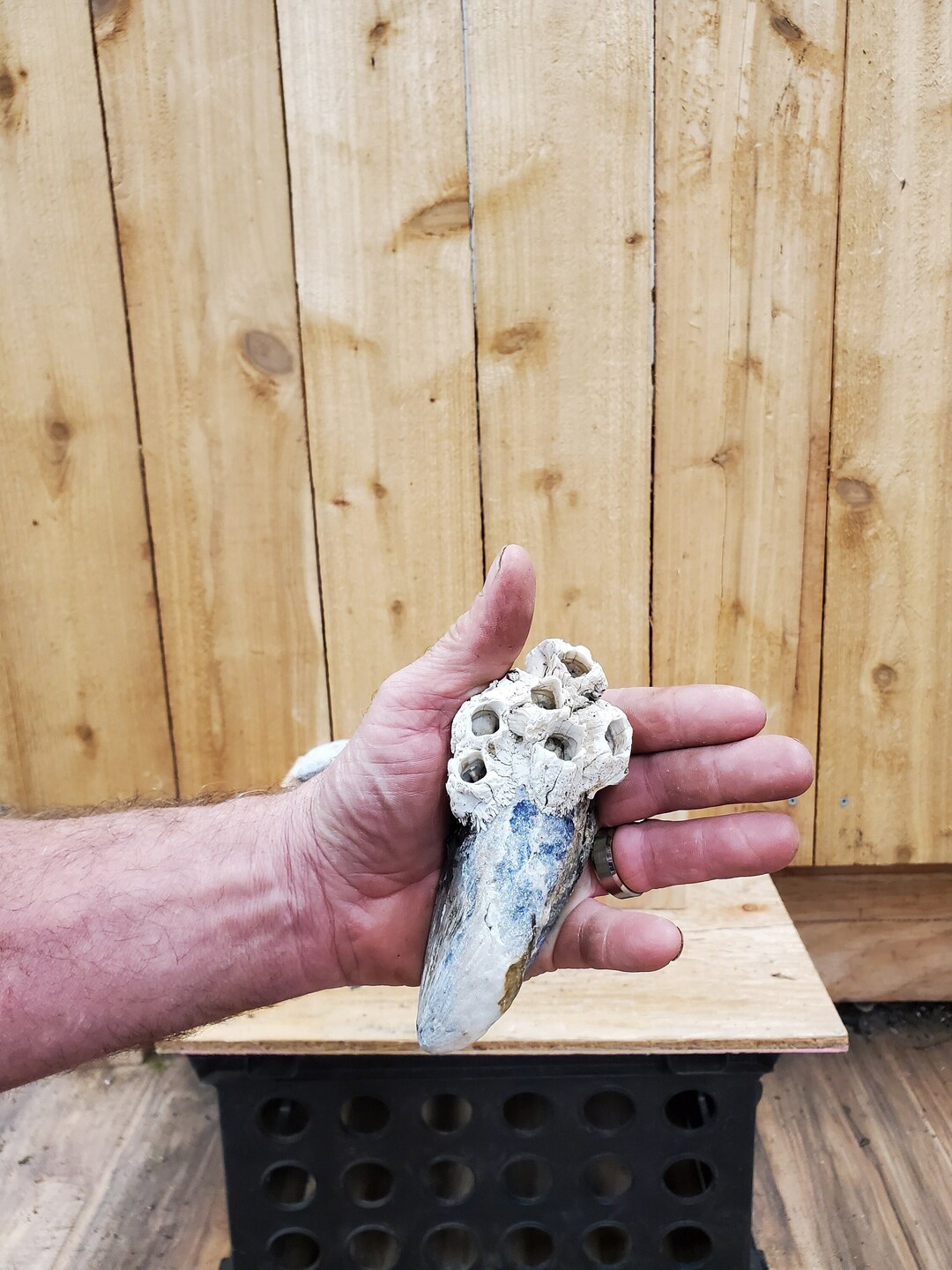 3 Half Shells With Barnacles Attached - Etsy