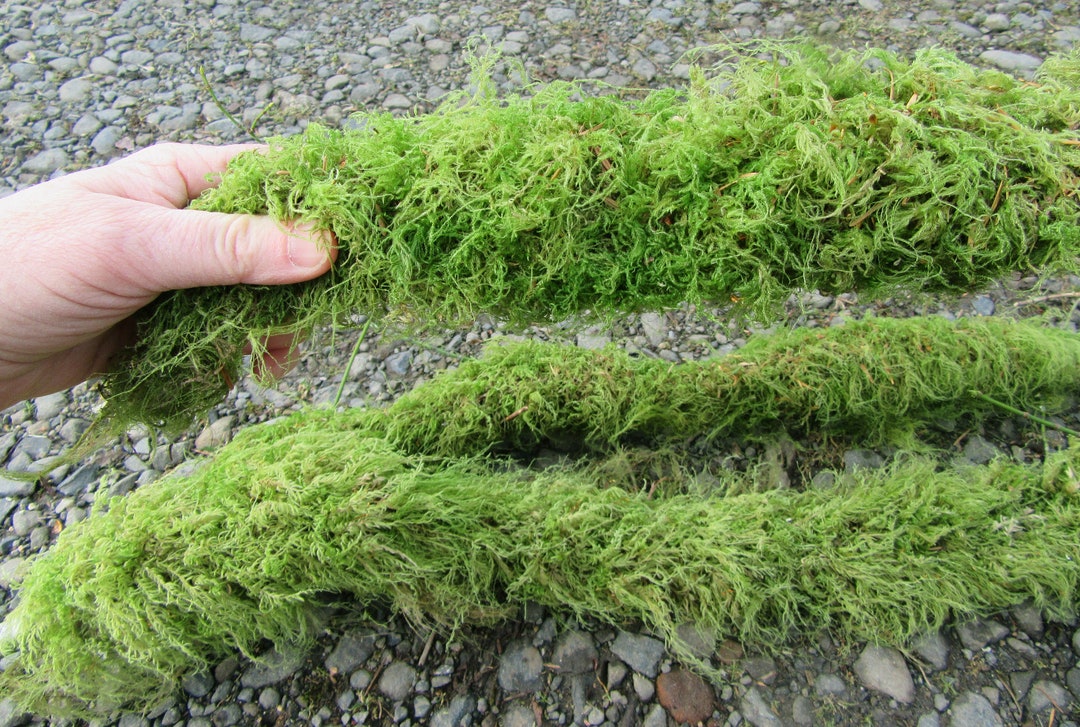 Moss Branches 5 Pieces Live Moss Sticks Live Moss Twigs Moss Covered ...