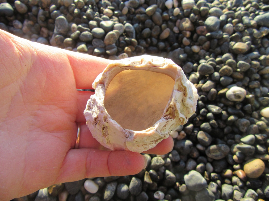 10 Barnacles Planter Without Plants Shell Natural Coral Sea - Etsy