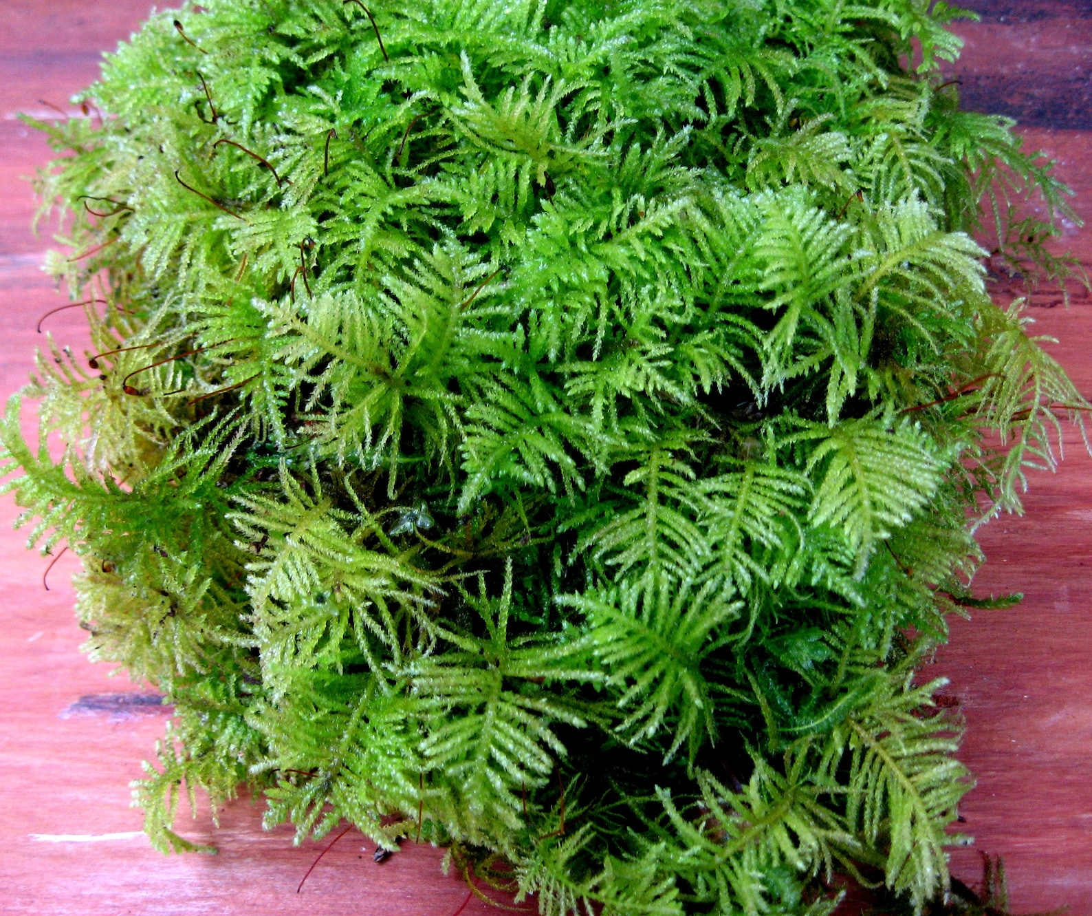Moss Feather 1-quart Bag Live Moss, Fresh Moss Beautiful Green Fresh ...