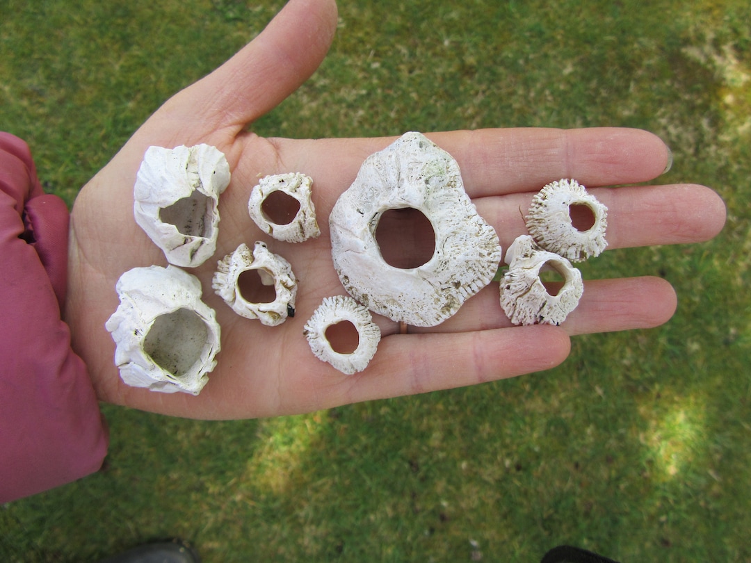 10 Small Single Barnacles 10 in a Lot, These Are All One-of-a-kind ...