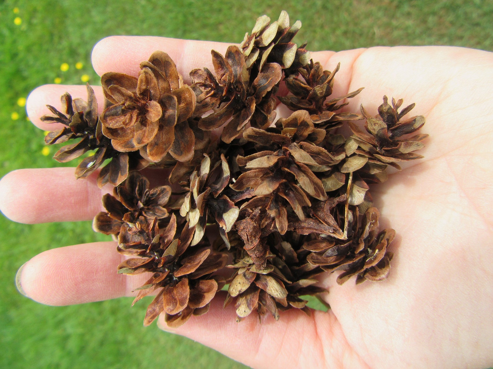 Hemlock Cones 100 Pieces Mini Pinecones - Etsy