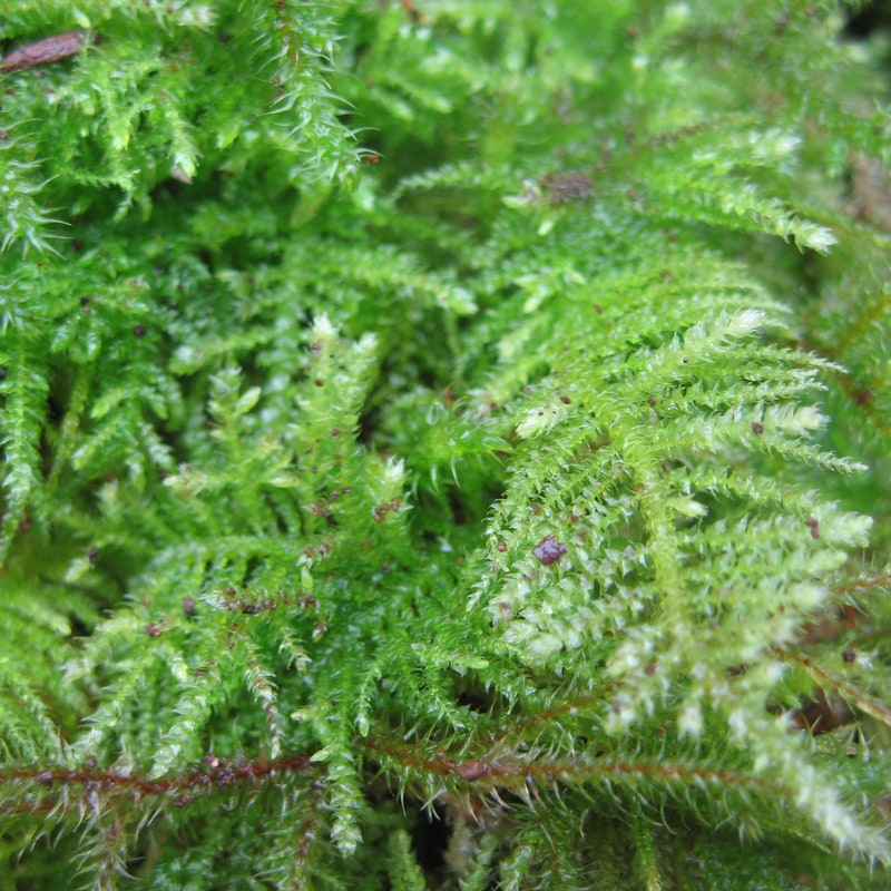 Fern Moss - Etsy