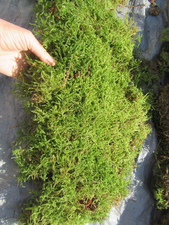 dry-sheet-moss-17-square-feet-or-dry-shag-moss-beautiful-etsy