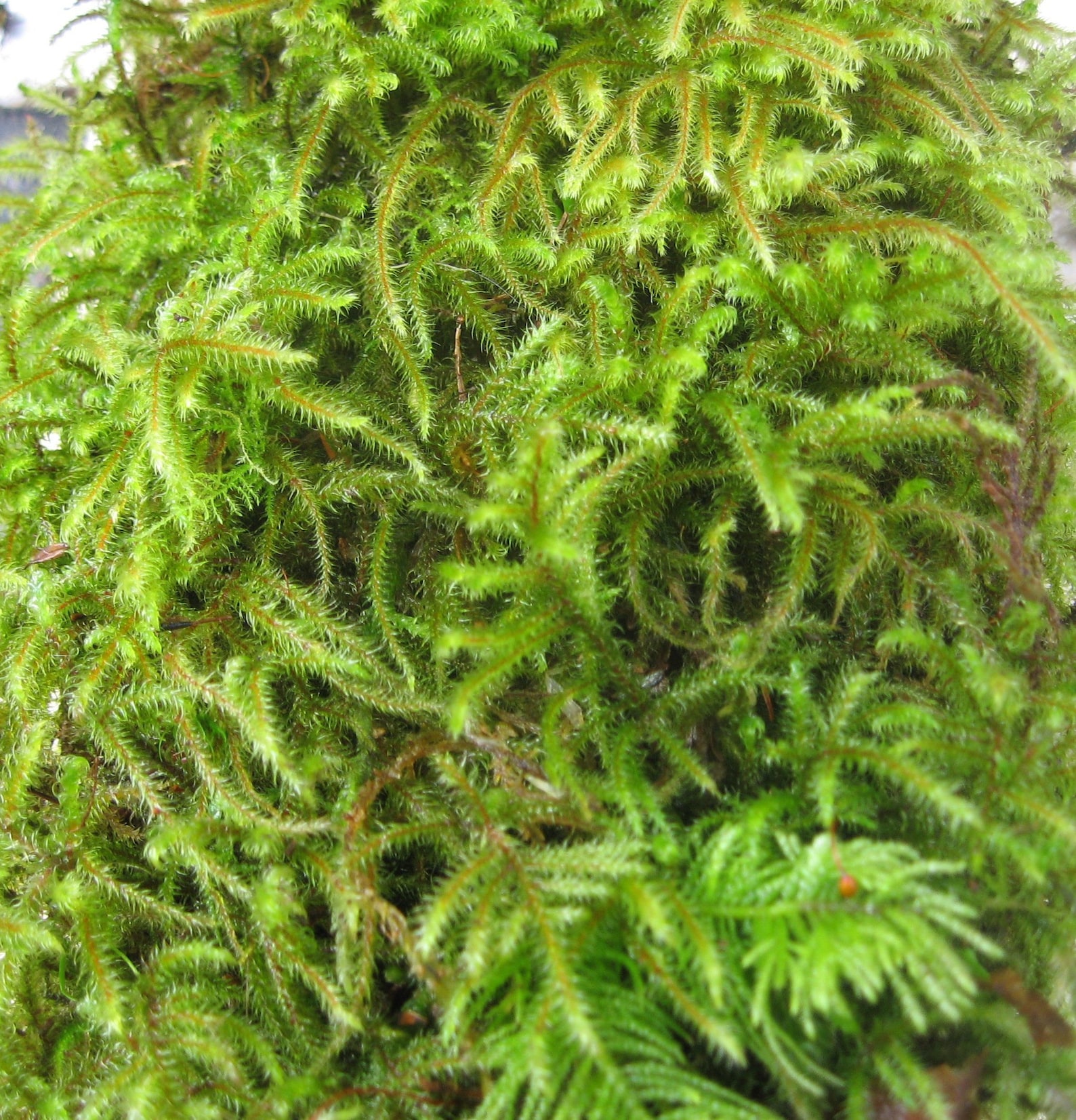 Sheet Moss 1 Quart Bag Live Moss Sheet Moss Live Sheet - Etsy