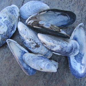 10 Single Mussel Shells 4 to 6 Inches Long, Seashell, Sea Urchin, Sea ...