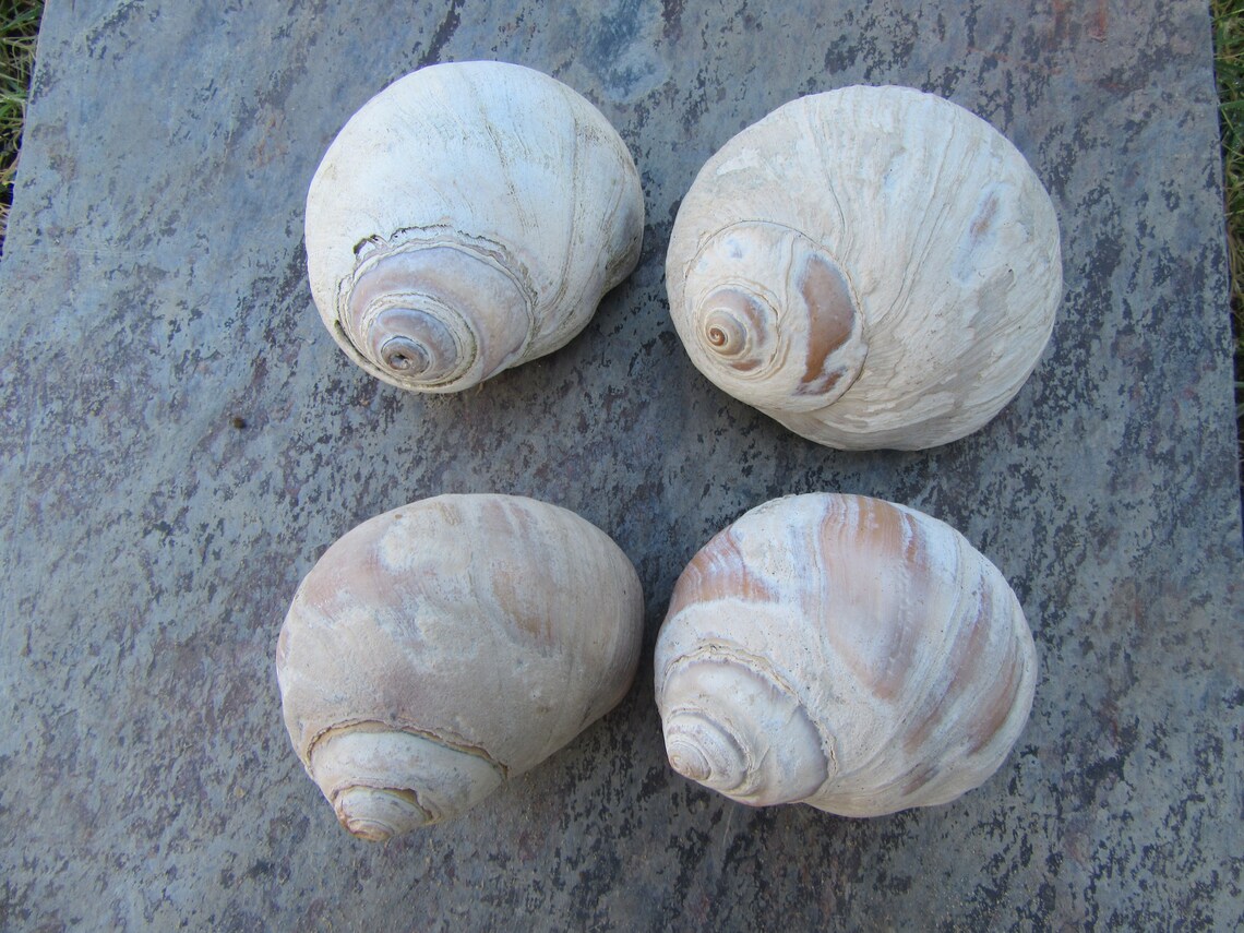1 Snail Shell Large Pacific Moon Snail Shells Planter - Etsy