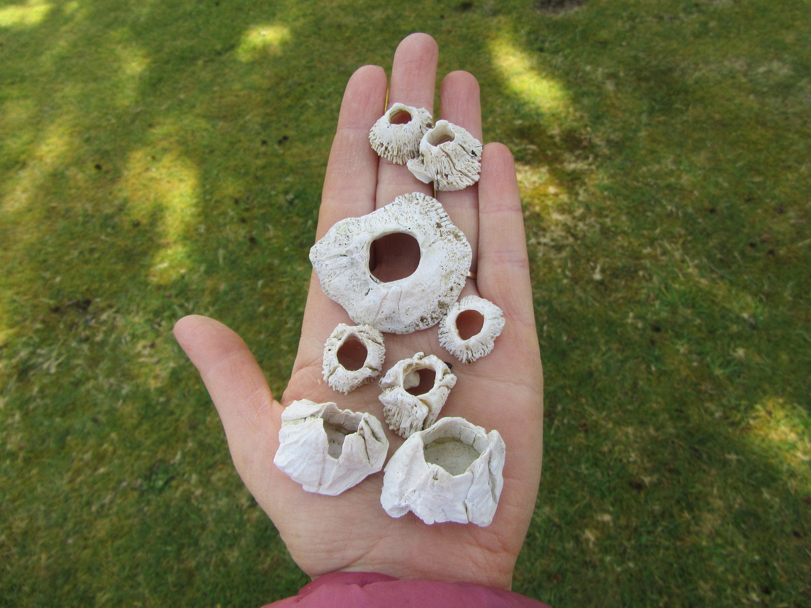 10 Small Single Barnacles 10 in a Lot, These Are All One-of-a-kind ...