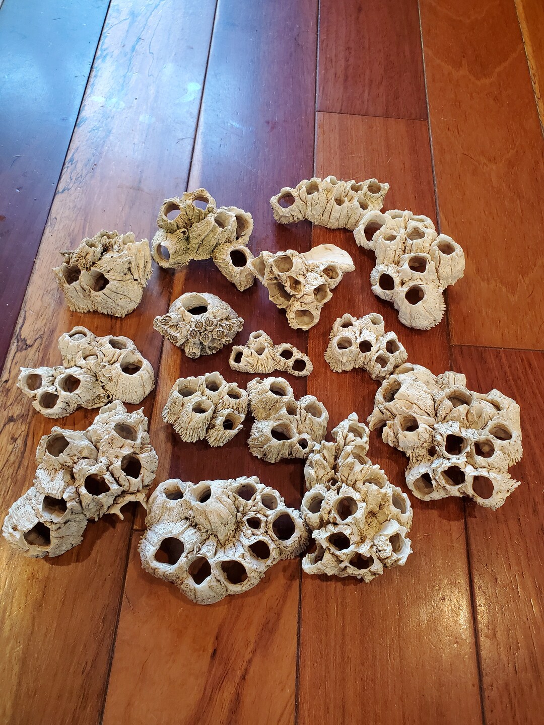 3 Barnacle Clusters of 3 or More Barnacles. These Are One of a Kind ...