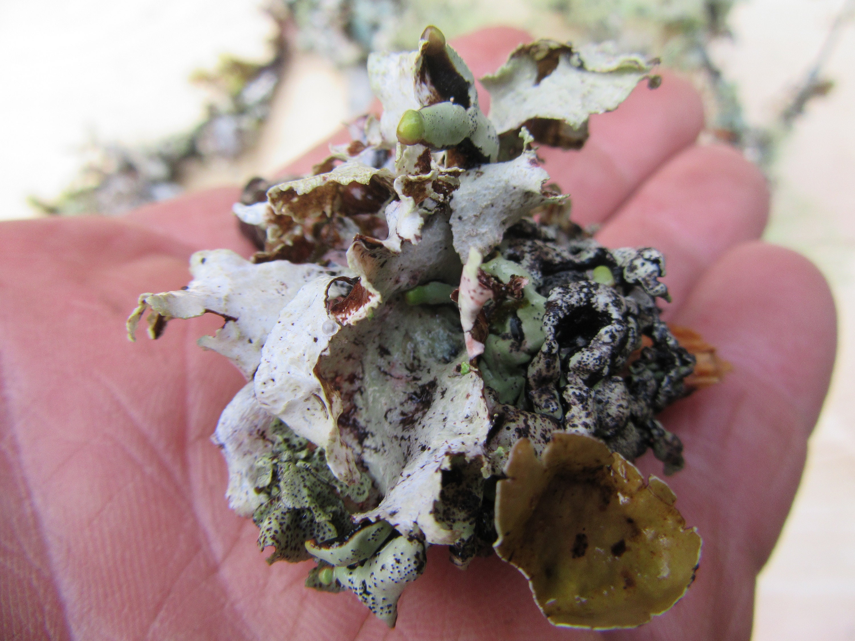 Mini Lichen Branches 1-gallon Bag - Etsy