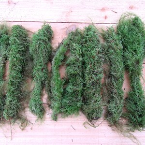 Moss Branches 10 Pieces Live Moss Sticks Live Moss Twigs Moss Covered ...
