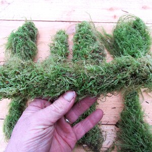 Moss Branches 5 Pieces Live Moss Sticks Live Moss Twigs Moss Covered ...
