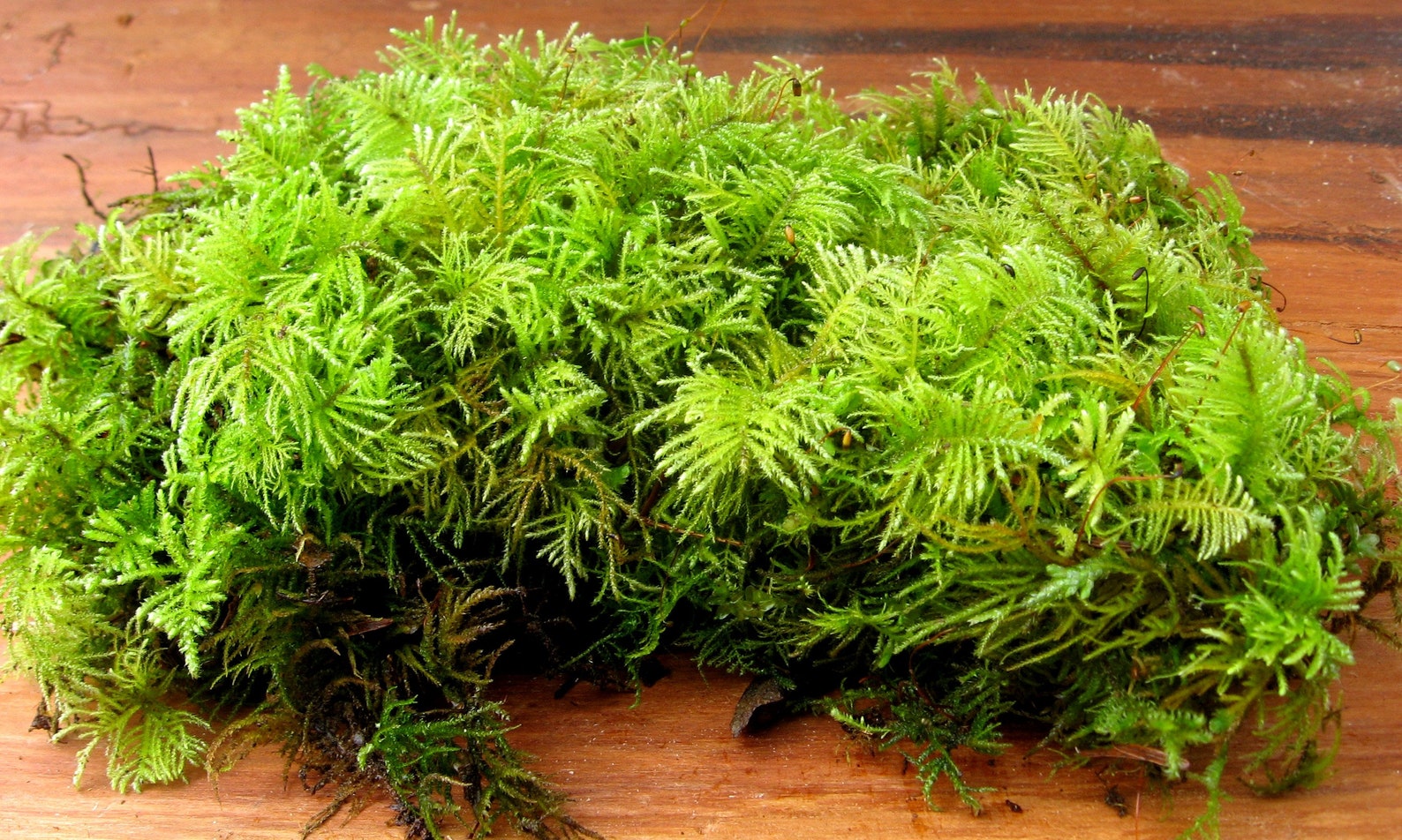 Moss Feather 1-quart Bag Live Moss Fresh Moss Beautiful Green - Etsy
