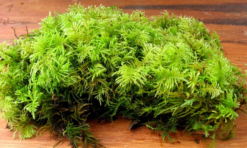 Moss Feather 1-quart Bag Live Moss, Fresh Moss Beautiful Green Fresh ...