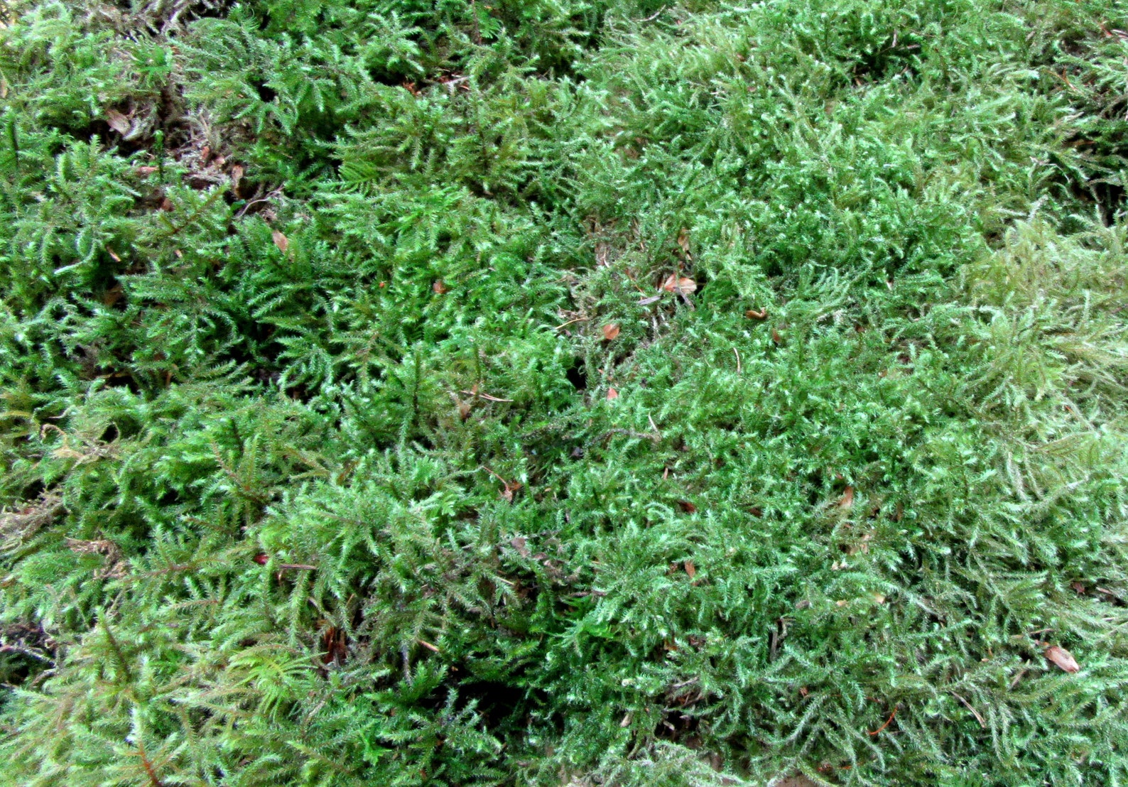 Moss Dry Sheet Moss or Dry Shag Moss Beautiful Green Moss. - Etsy