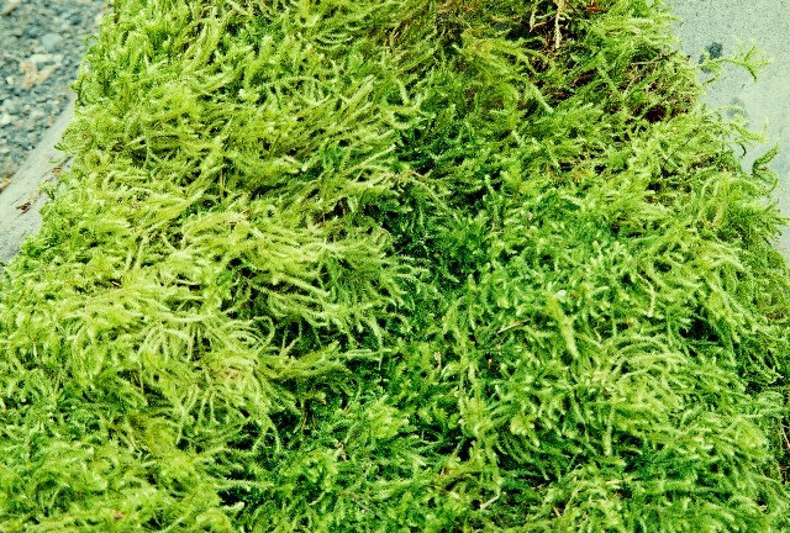 Moss Dry Sheet Moss or Dry Shag Moss, Beautiful Green Moss. Sheet Moss ...