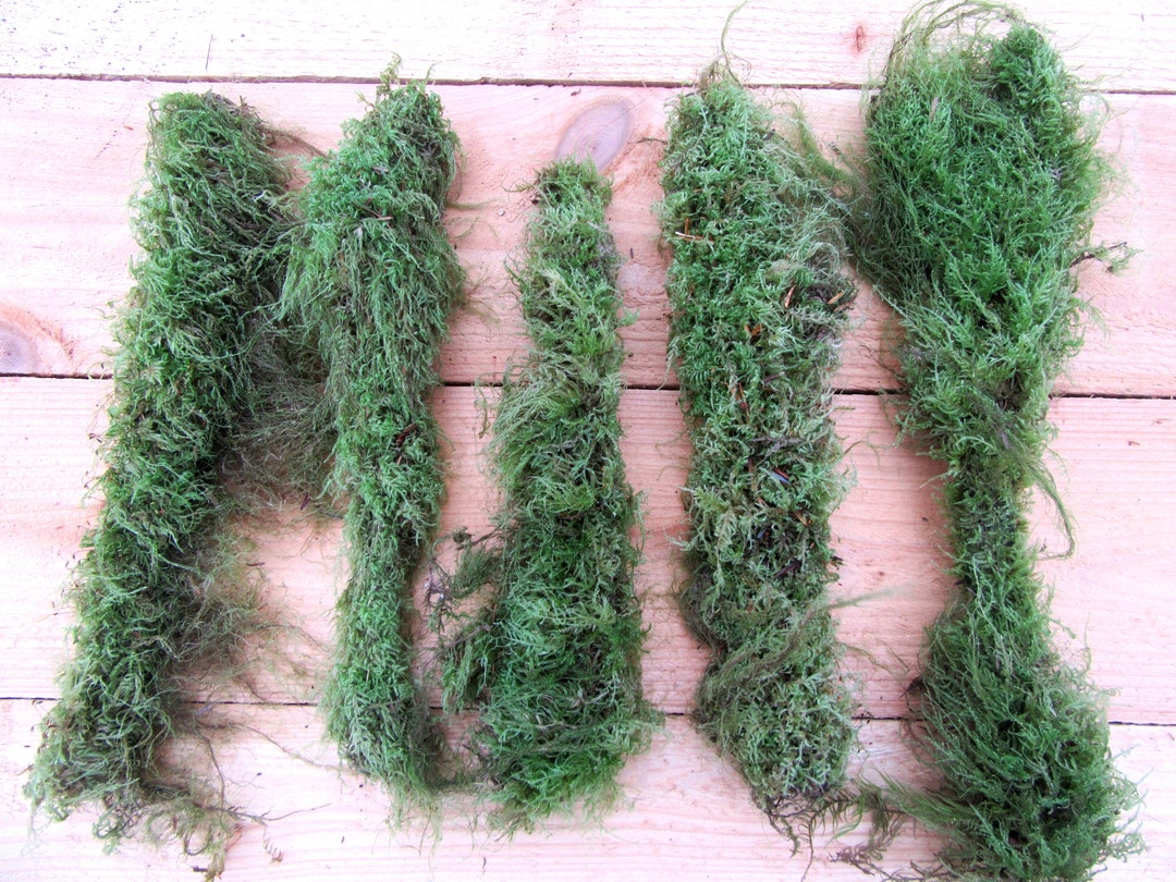 Moss Branches 10 Pieces Live Moss Sticks Live Moss Twigs Moss Covered ...