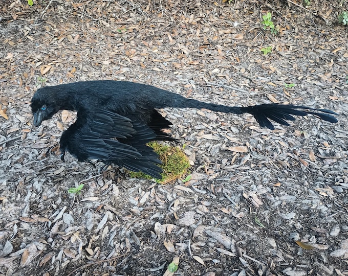 Microraptor Dinosaur Model - Etsy