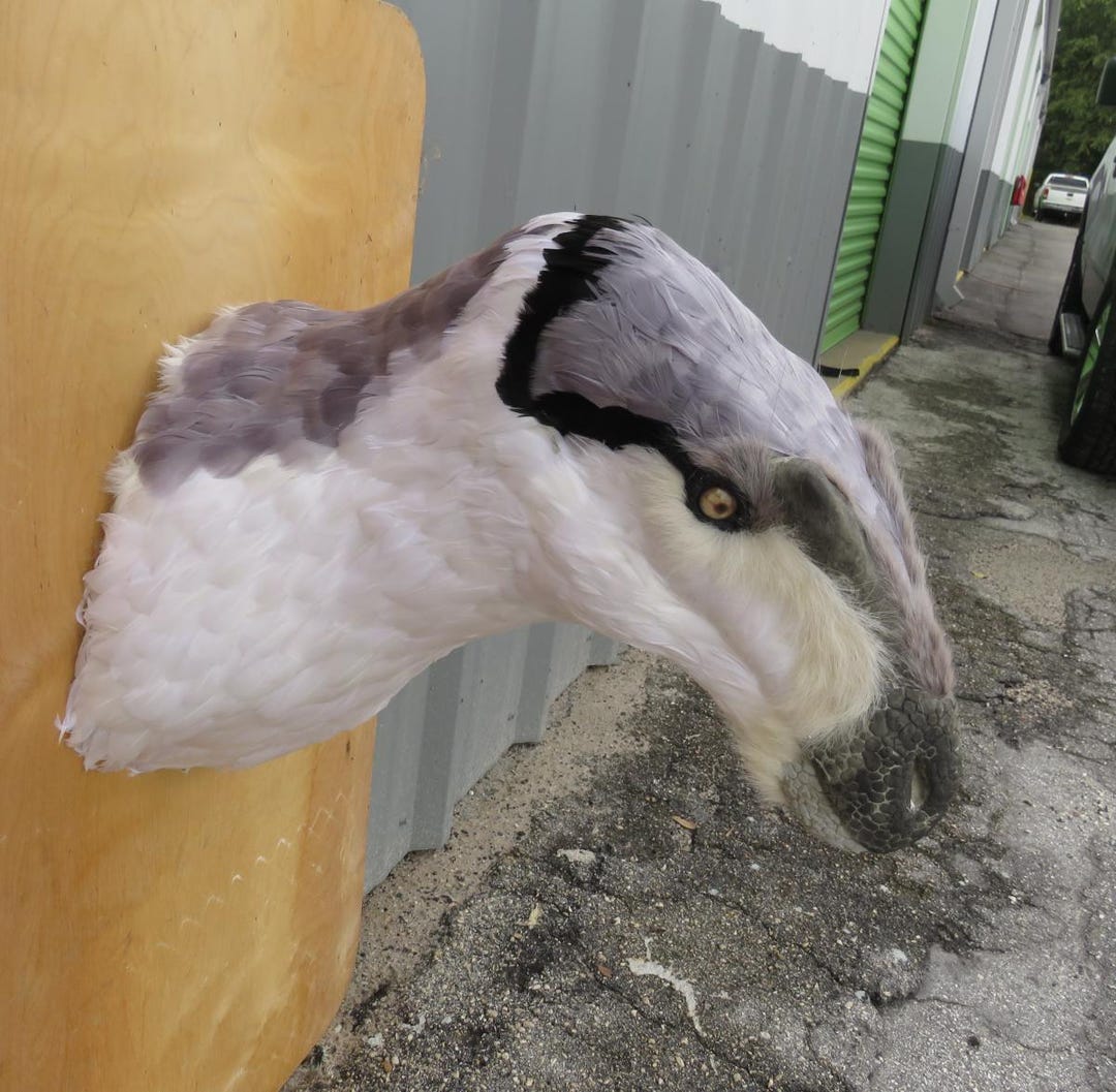 Deinonychus Raptor Bust Faux Taxidermy Head Mount - Etsy