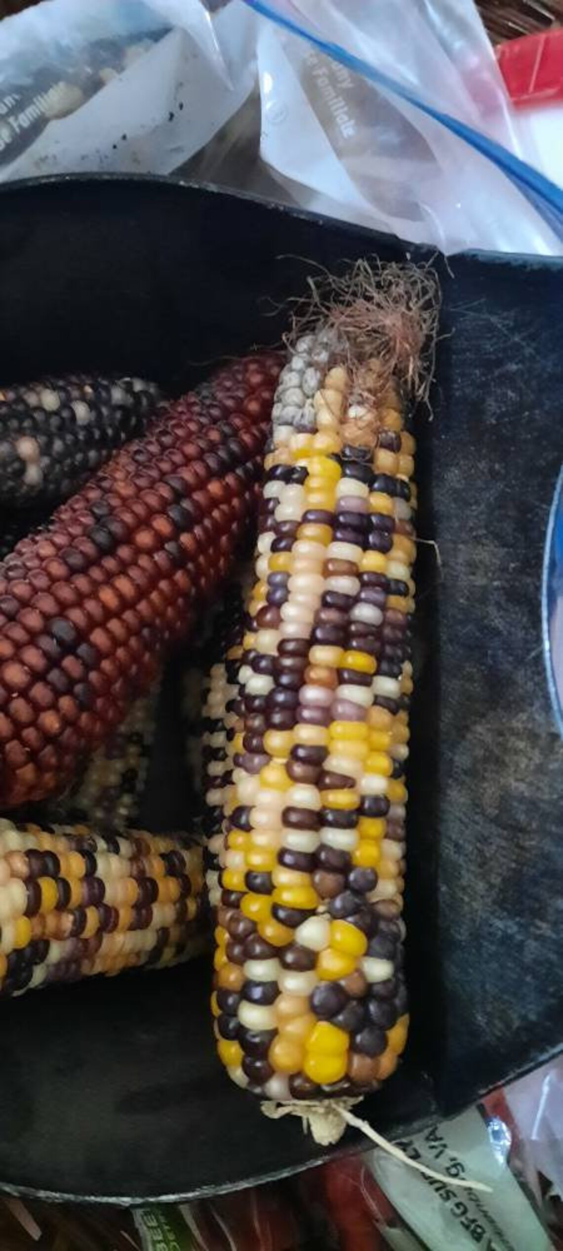 Mini Indian Corn Seeds Ready for You to Plant Grow NOW for a - Etsy