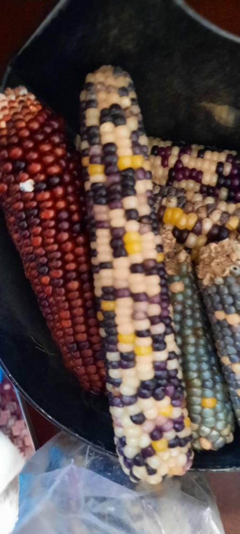 Mini Indian Corn Seeds, Ready for You to Plant, Grow NOW for a Fall ...