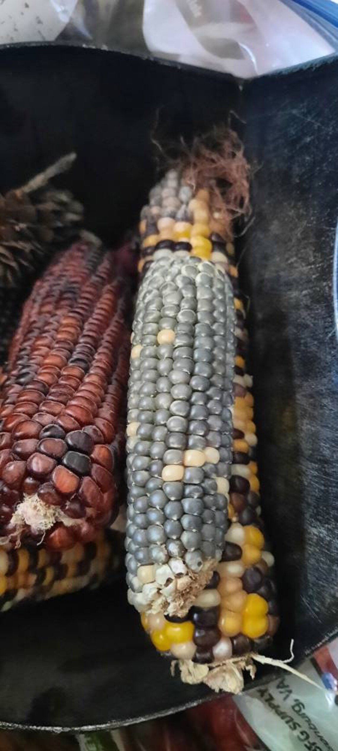 Mini Indian Corn Seeds Ready for You to Plant Grow NOW for a - Etsy