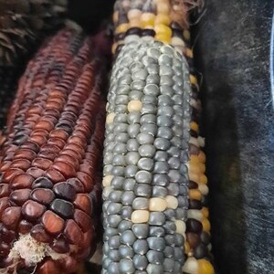 Mini Indian Corn Seeds, Ready for You to Plant, Grow NOW for a Fall ...