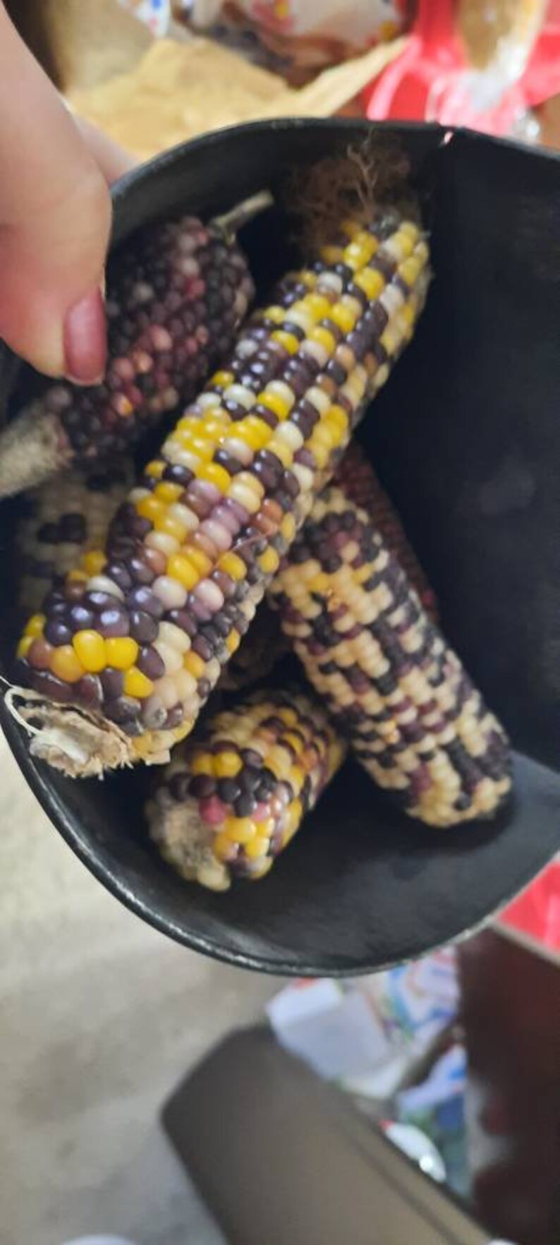 Mini Indian Corn Seeds, Ready for You to Plant, Grow NOW for a Fall ...