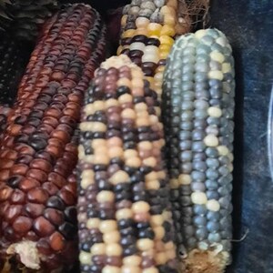 Mini Indian Corn Seeds, Ready for You to Plant, Grow NOW for a Fall ...