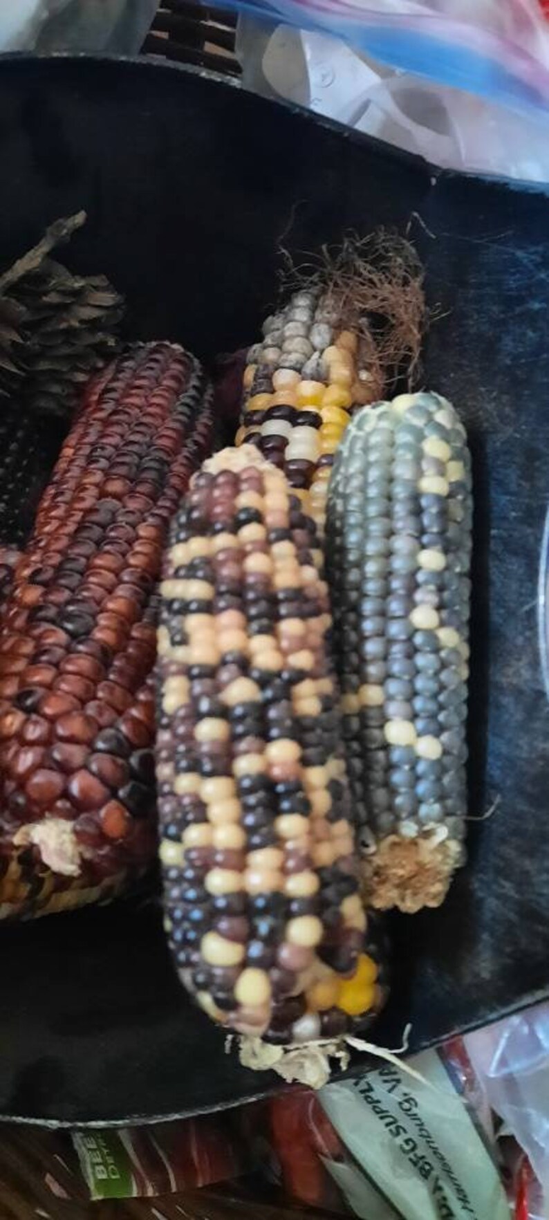 Mini Indian Corn Seeds Ready for You to Plant Grow NOW for a - Etsy