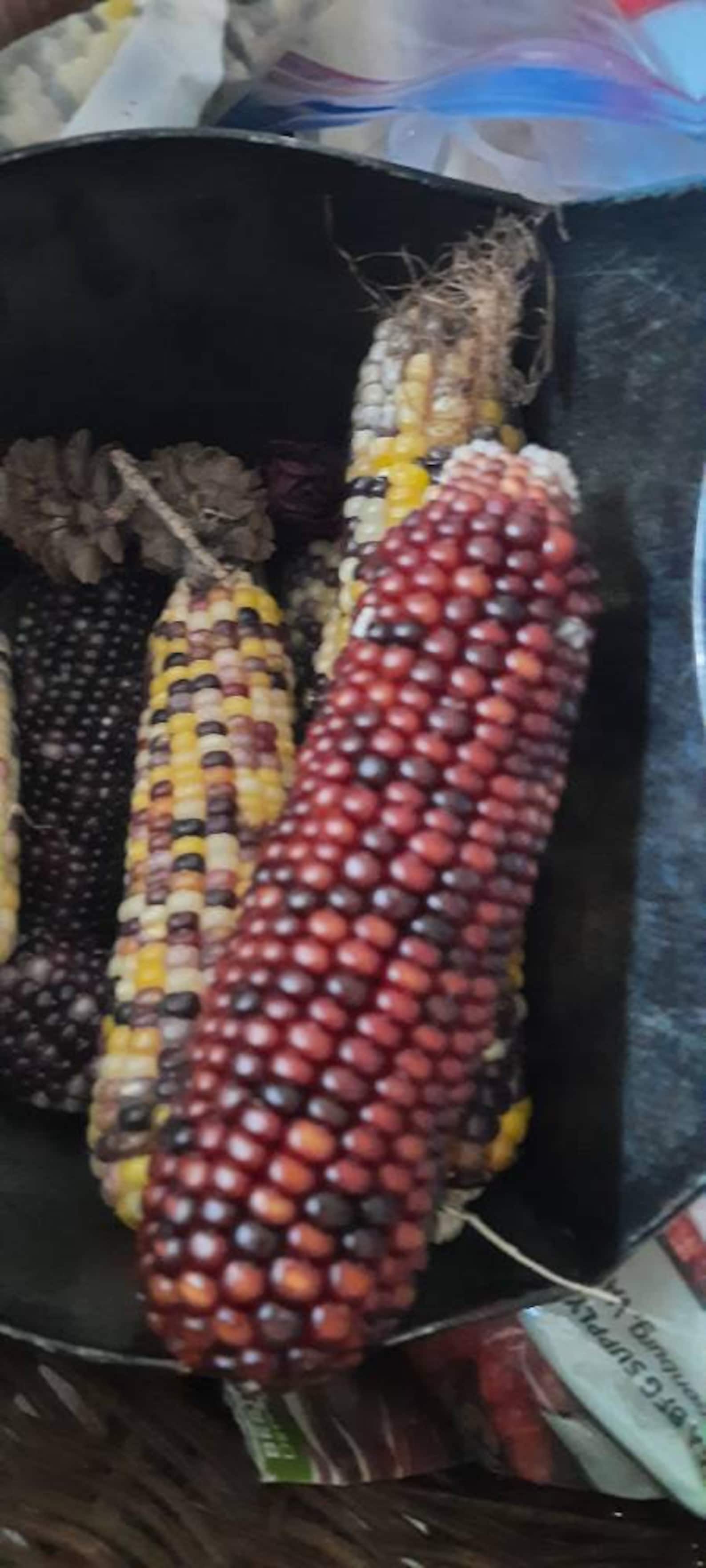 Mini Indian Corn Seeds Ready for You to Plant Grow NOW for a - Etsy