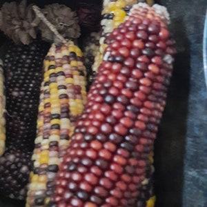 Mini Indian Corn Seeds, Ready for You to Plant, Grow NOW for a Fall ...