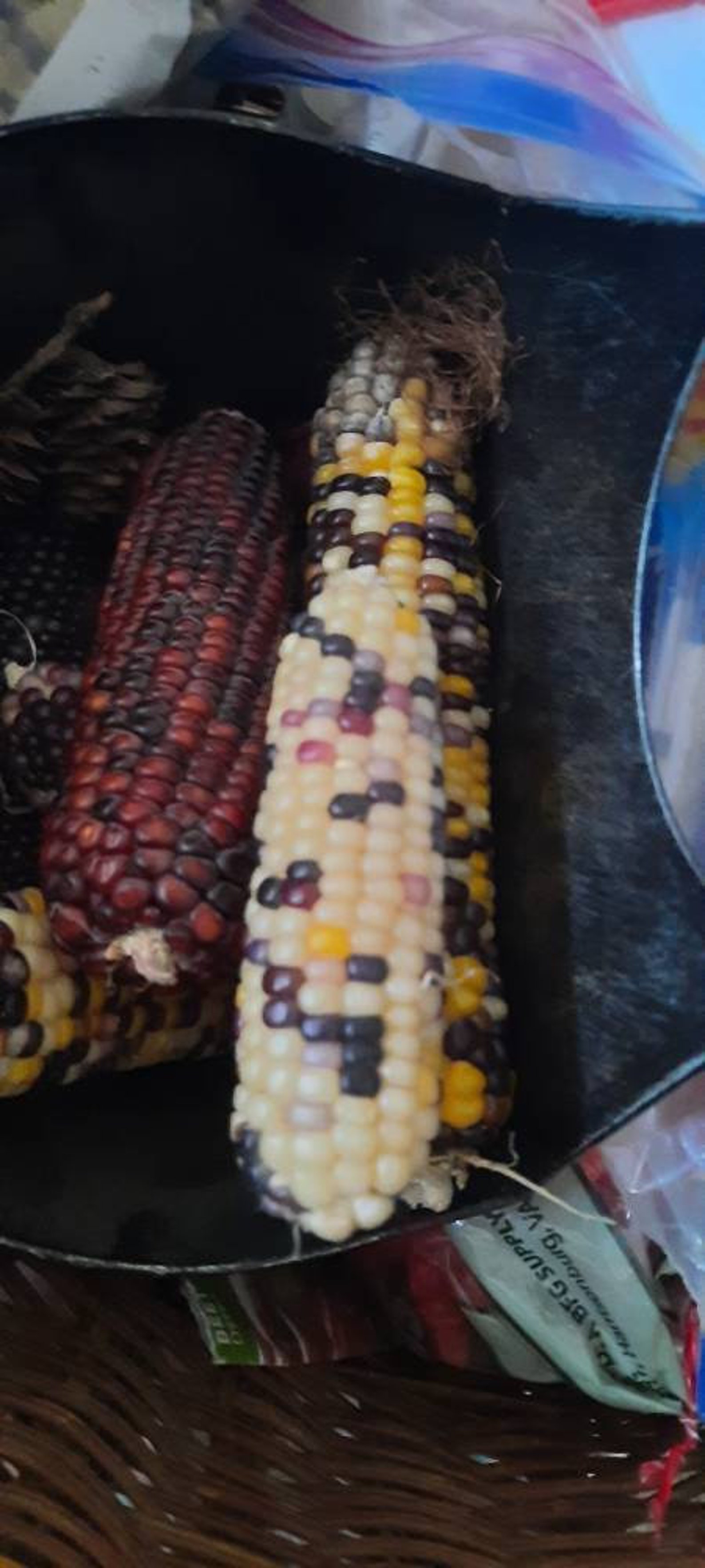 Mini Indian Corn Seeds Ready for You to Plant Grow NOW for a - Etsy