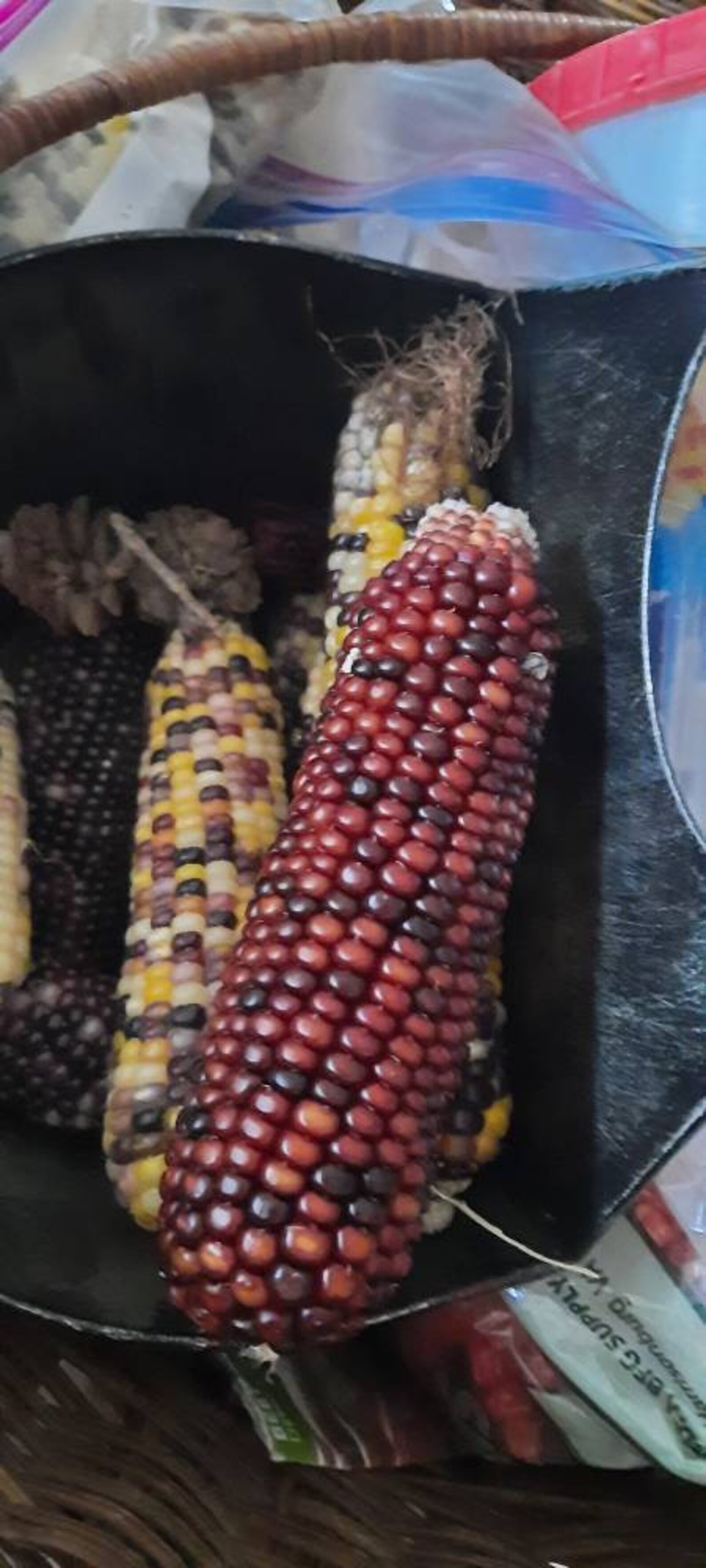 Mini Indian Corn Seeds Ready for You to Plant Grow NOW for a - Etsy
