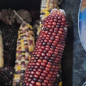 Mini Indian Corn Seeds, Ready for You to Plant, Grow NOW for a Fall ...