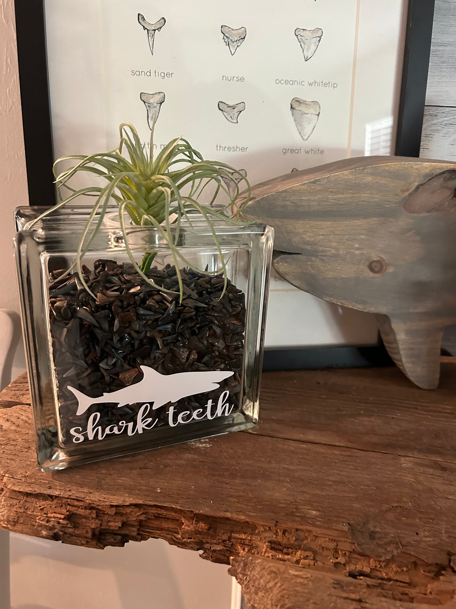 Glass Shark Tooth Shadow Display Box - Etsy