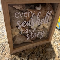 Sea Shell Display - Etsy