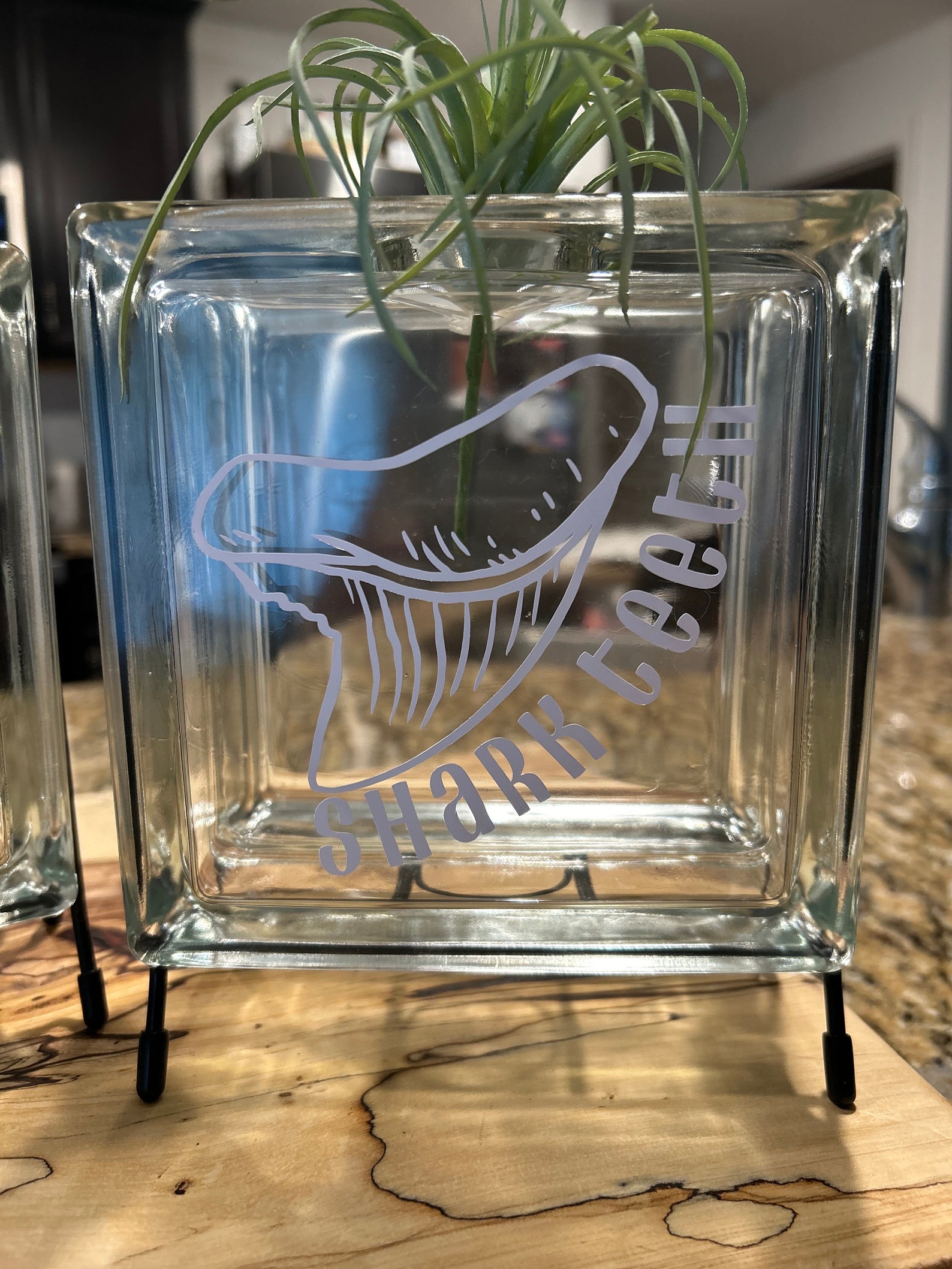 Glass Shark Tooth Shadow Display Box - Etsy