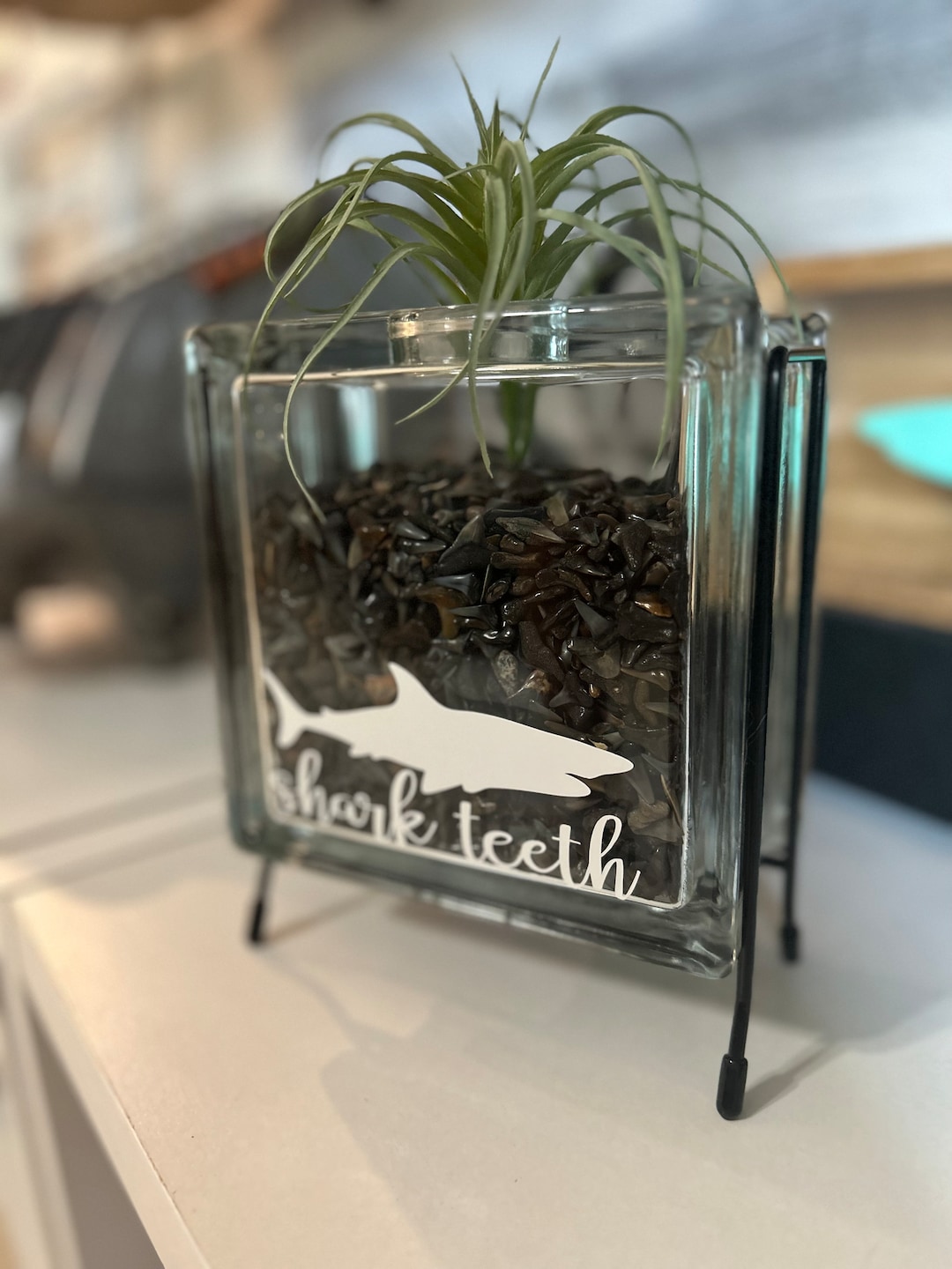 Glass Shark Tooth Shadow Display Box - Etsy