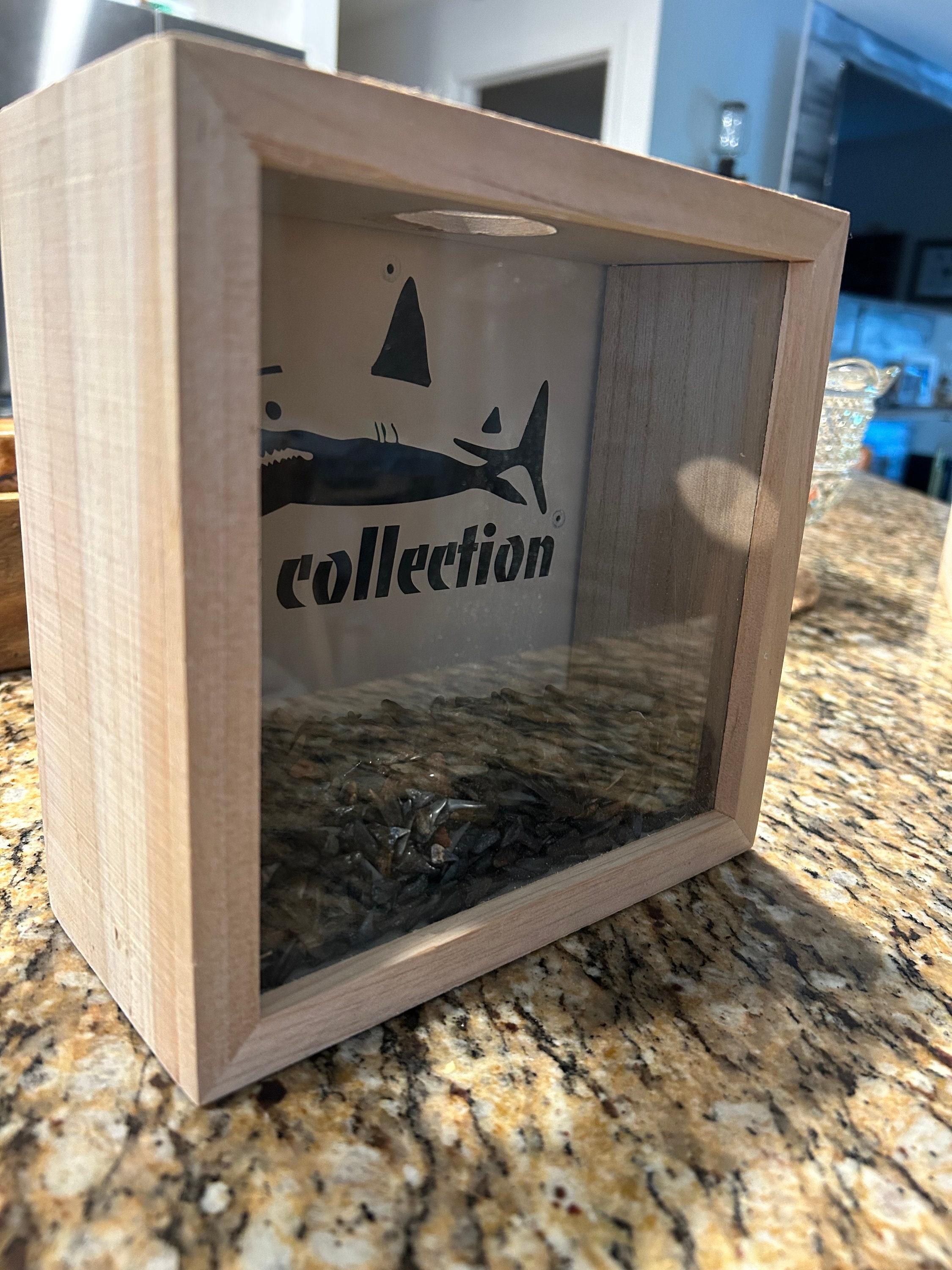 Shark Tooth Shadow Box - Etsy