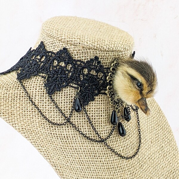 Cute Taxidermy - Etsy