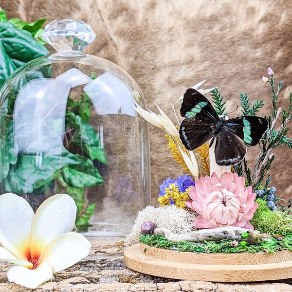 Victorian Butterfly Dome - Etsy