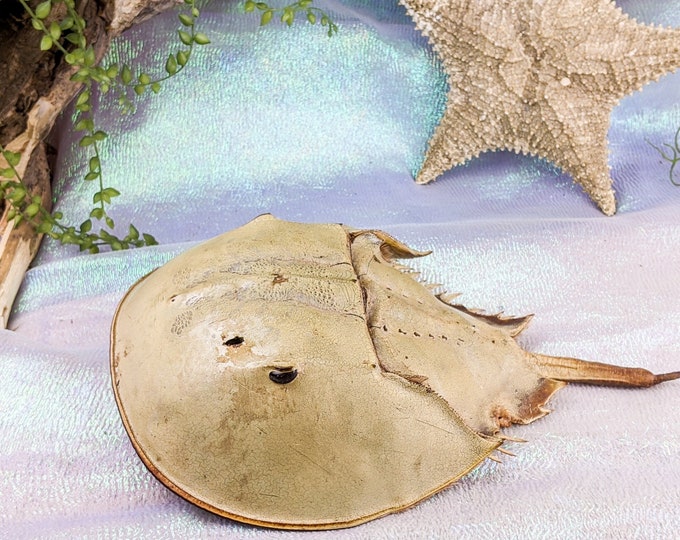 HSC15 DEFORMED Real Horseshoe Crab Shell Oddities Curiosities Specimen ...