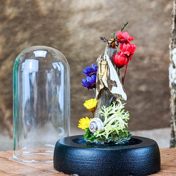 Preserved Lichen - Etsy