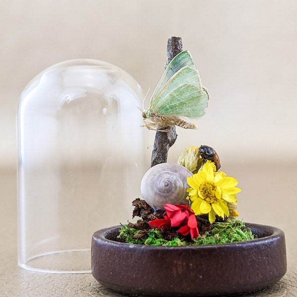 Victorian Butterfly Dome - Etsy