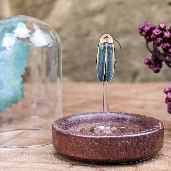 Beetle Specimens - Etsy